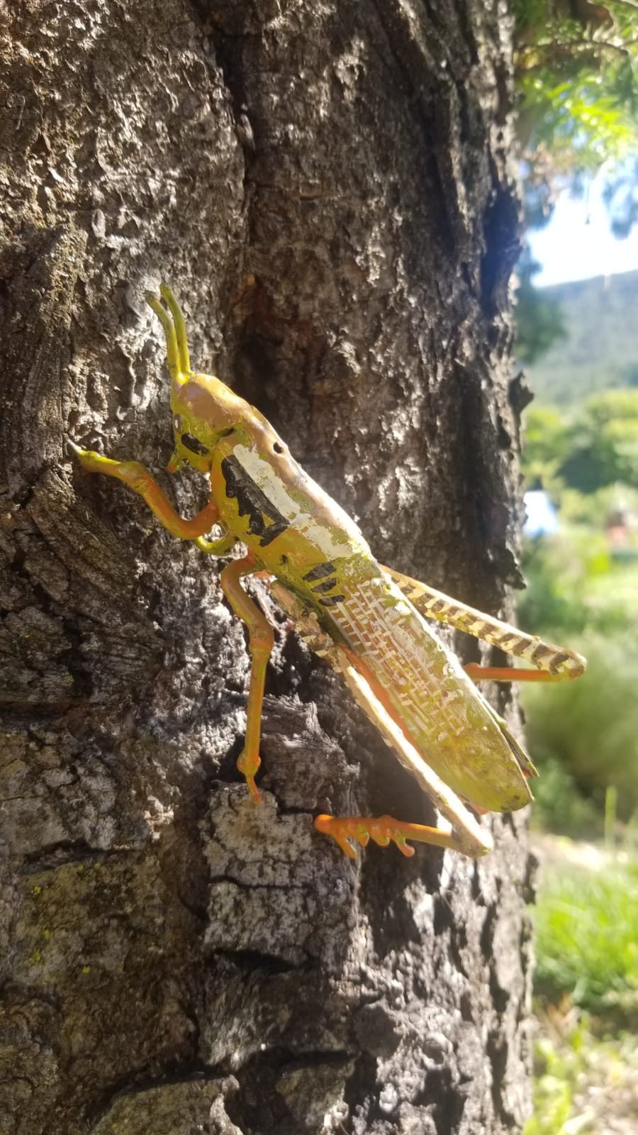 Grasshopper locust recycled metal insect garden decoration | Etsy