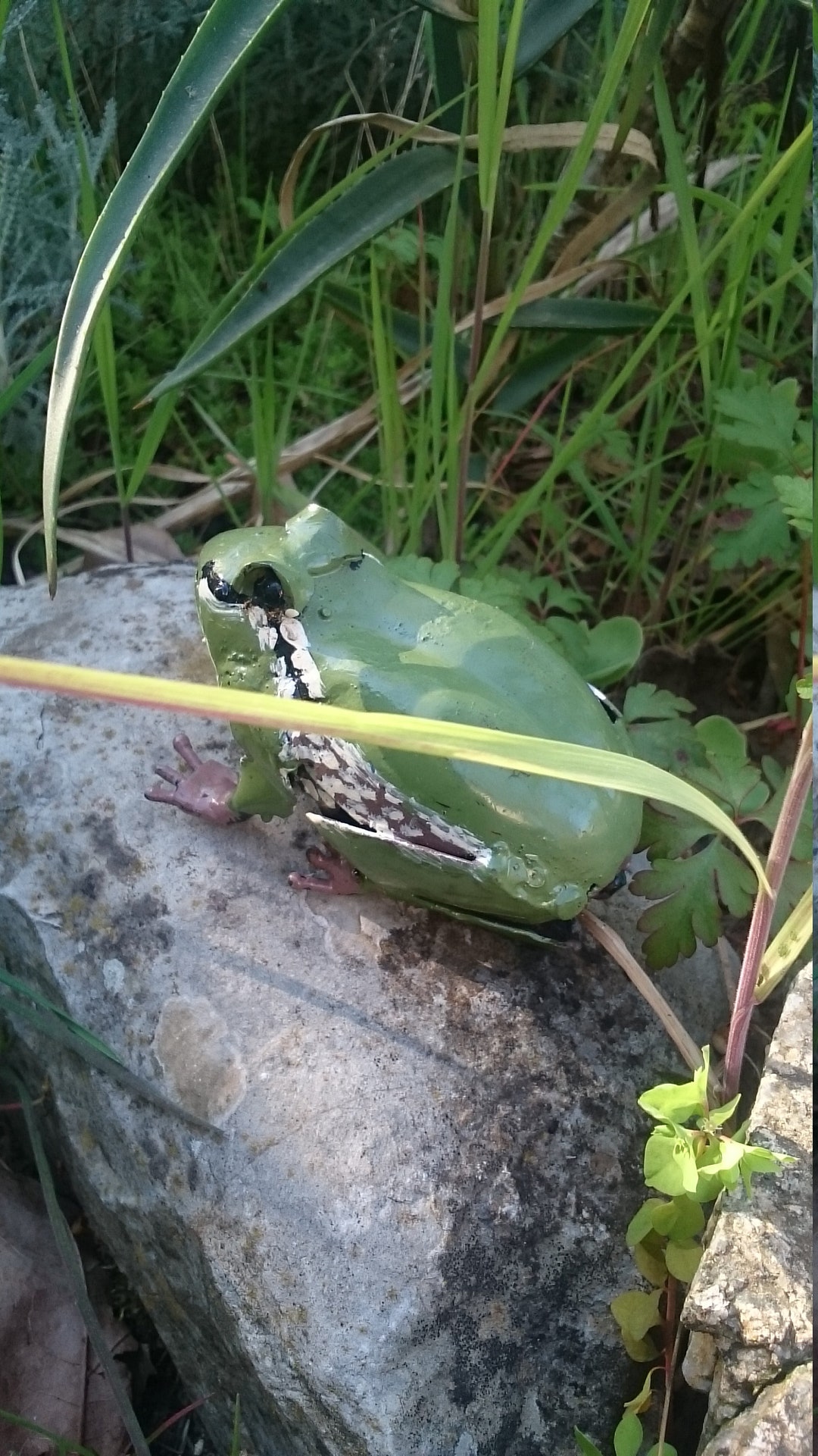 Frog, Recycled Metal Animal, Tree Frog, Garden Decoration - Etsy