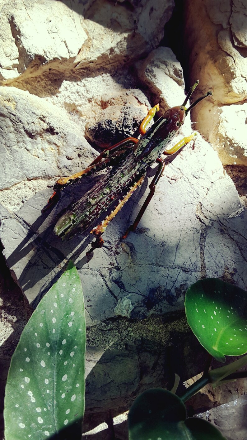 Grasshopper, Locust, Recycled Metal Insect, Beetle, Garden Decoration ...
