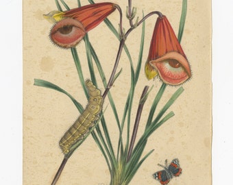 Odd Botanical Series Artwork by Dan Barry hovea - Etsy