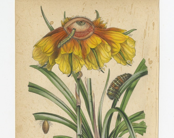 Odd Botanical Series Artwork by Dan Barry blandfordia - Etsy