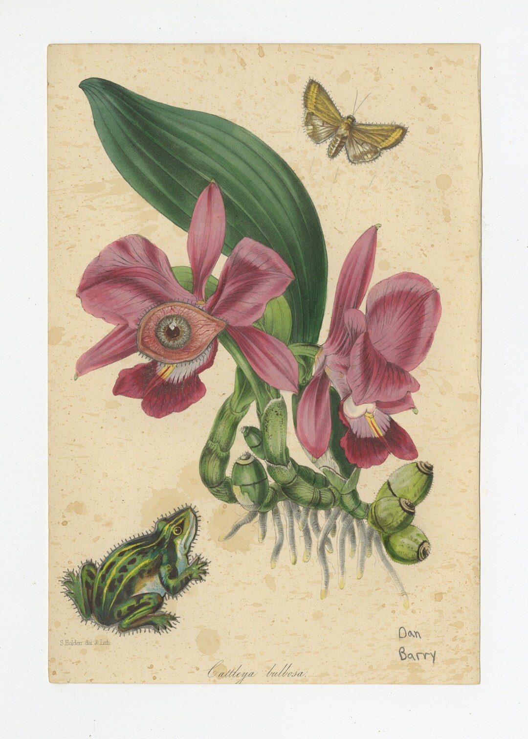 Odd Botanical Series + Artwork by Dan Barry, "cattleya Bulbosa ...
