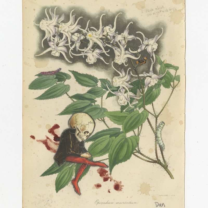 Odd Botanicals - Etsy