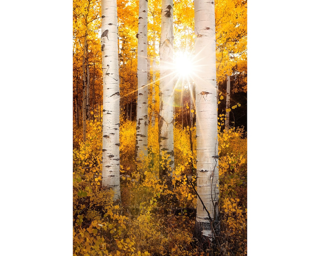 Golden Fall Aspen or Birch Trees Colorado Forest Canvas - Etsy UK