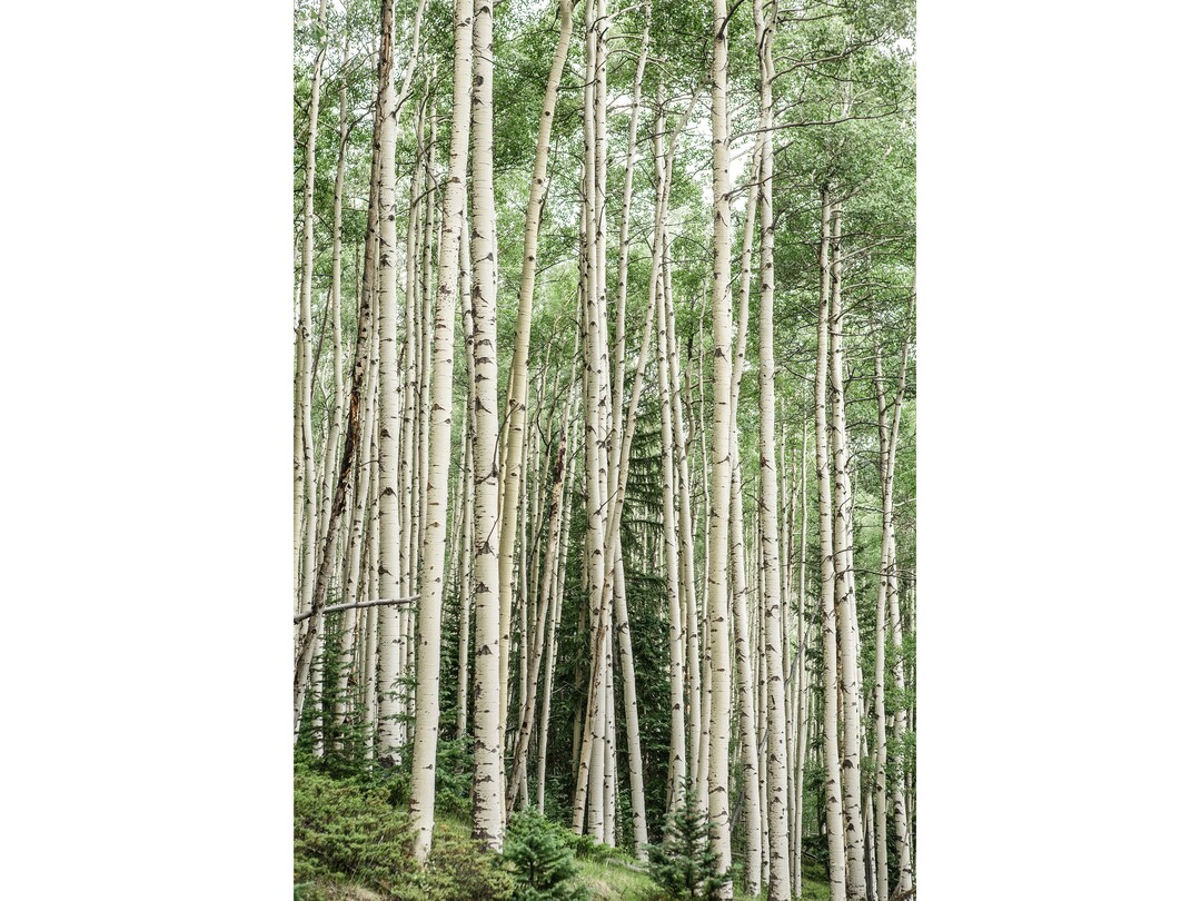Green Aspen Tree Wall Art, Aspen Photo Print, Colorado Aspen Canvas ...