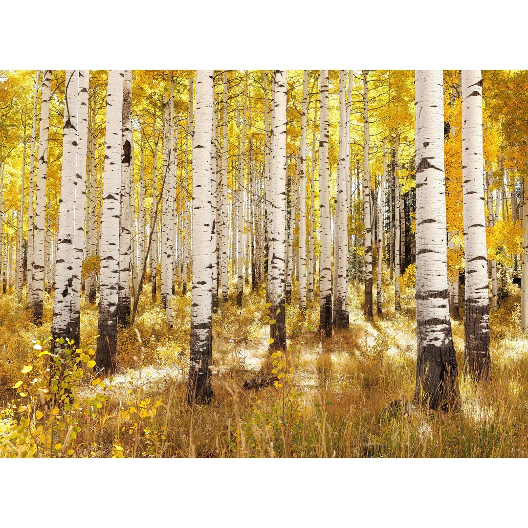 Aspen Wall Art - Rustic Aspen Tree Print, Birch Forest Decor, Nature ...
