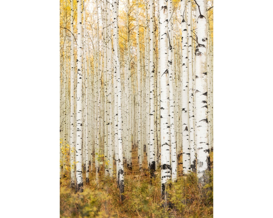 Aspen Tree Wall Art Print, Fall Forest Photography, Colorado Landscape ...