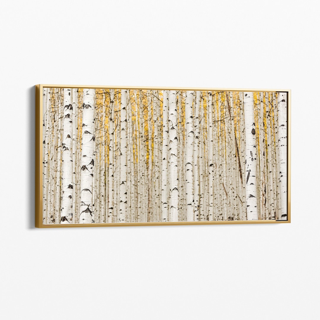 Framed Aspen Tree Canvas Extra Large Wall Art Nature Photography for ...