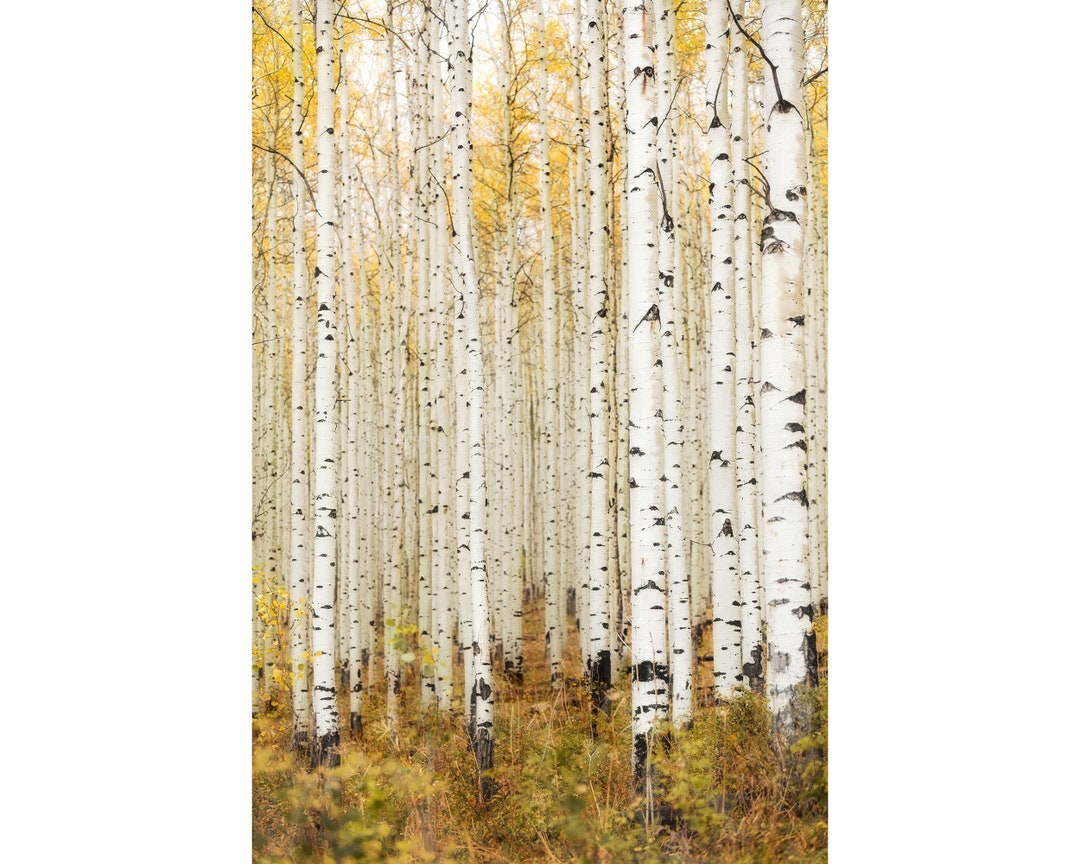 Framed Aspen Tree Photo Art Print Birch Tree Forest Wall - Etsy