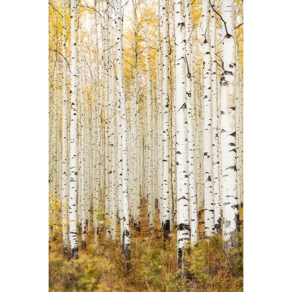 Aspen Tree Framed Art - Etsy