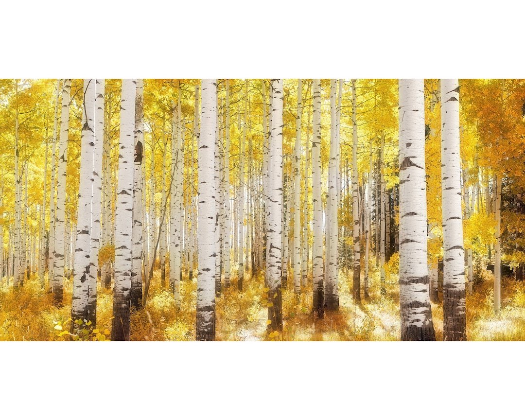 Golden Aspen Tree Panoramic Wall Art Aspen Canvas Art Prints Long ...