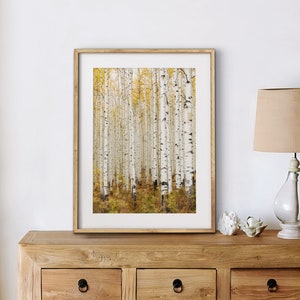 Framed Aspen Tree Photo Art Print Birch Tree Forest Wall Art, Living ...