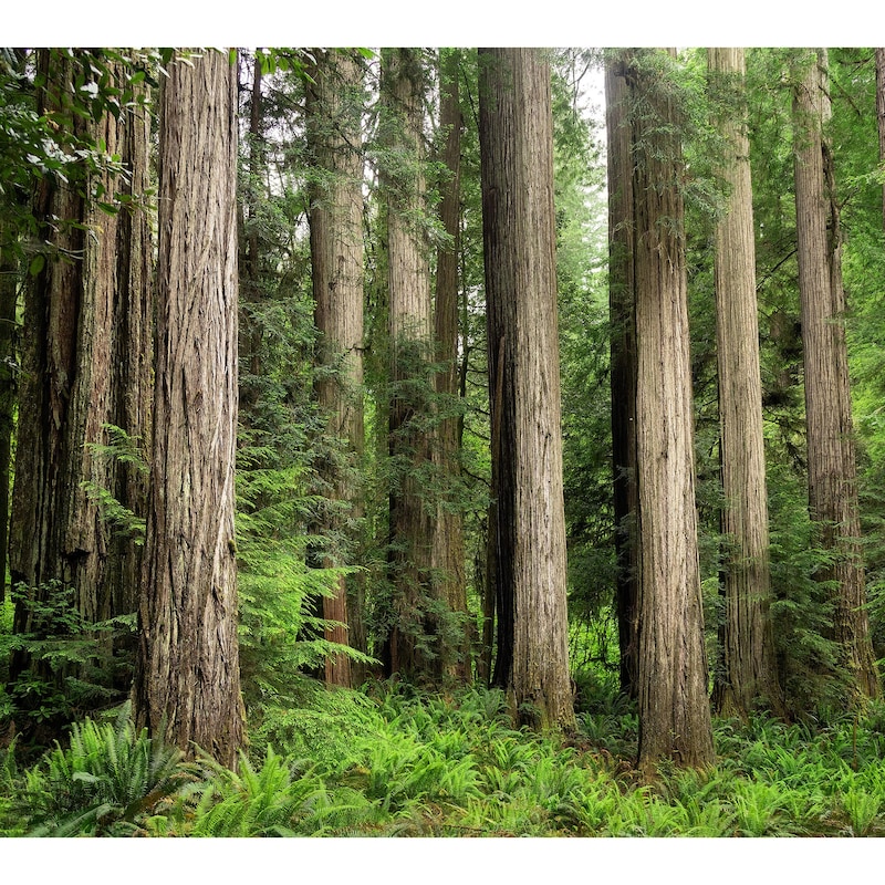 Redwood Tree Art - Etsy