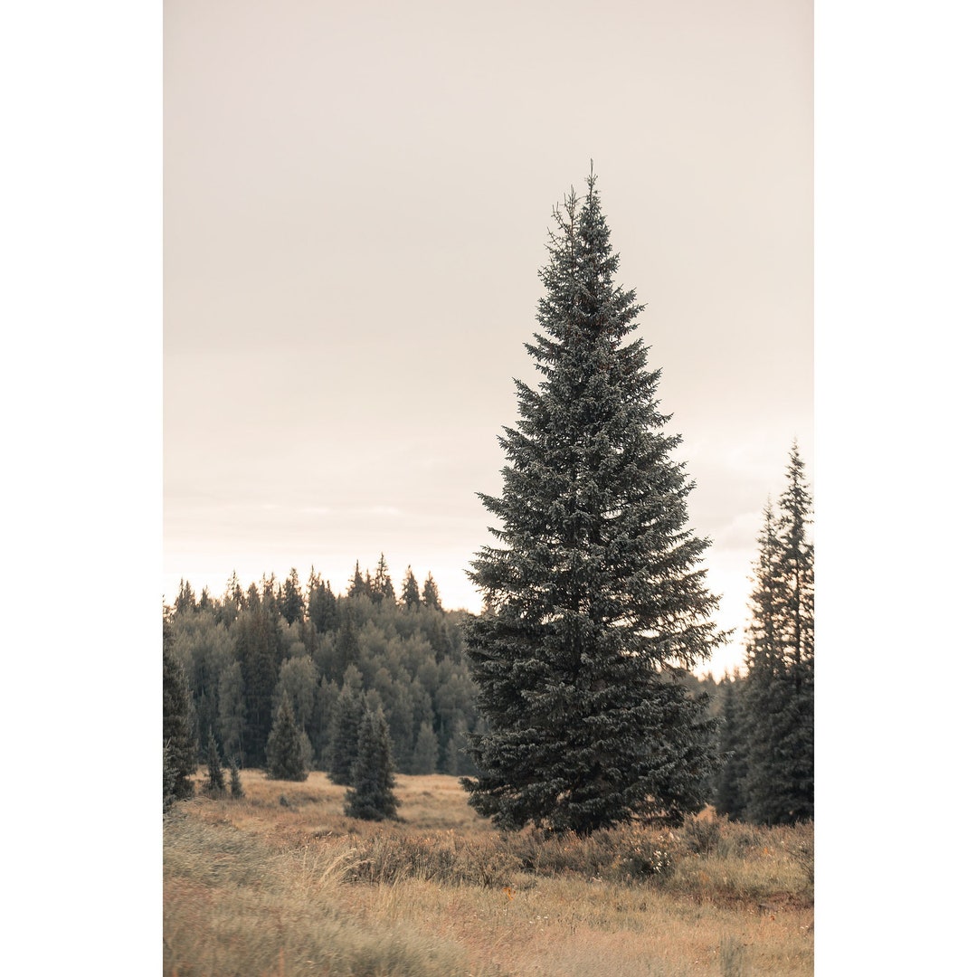 Muted Neutral Forest Landscape Wall Art Prints Colorado - Etsy