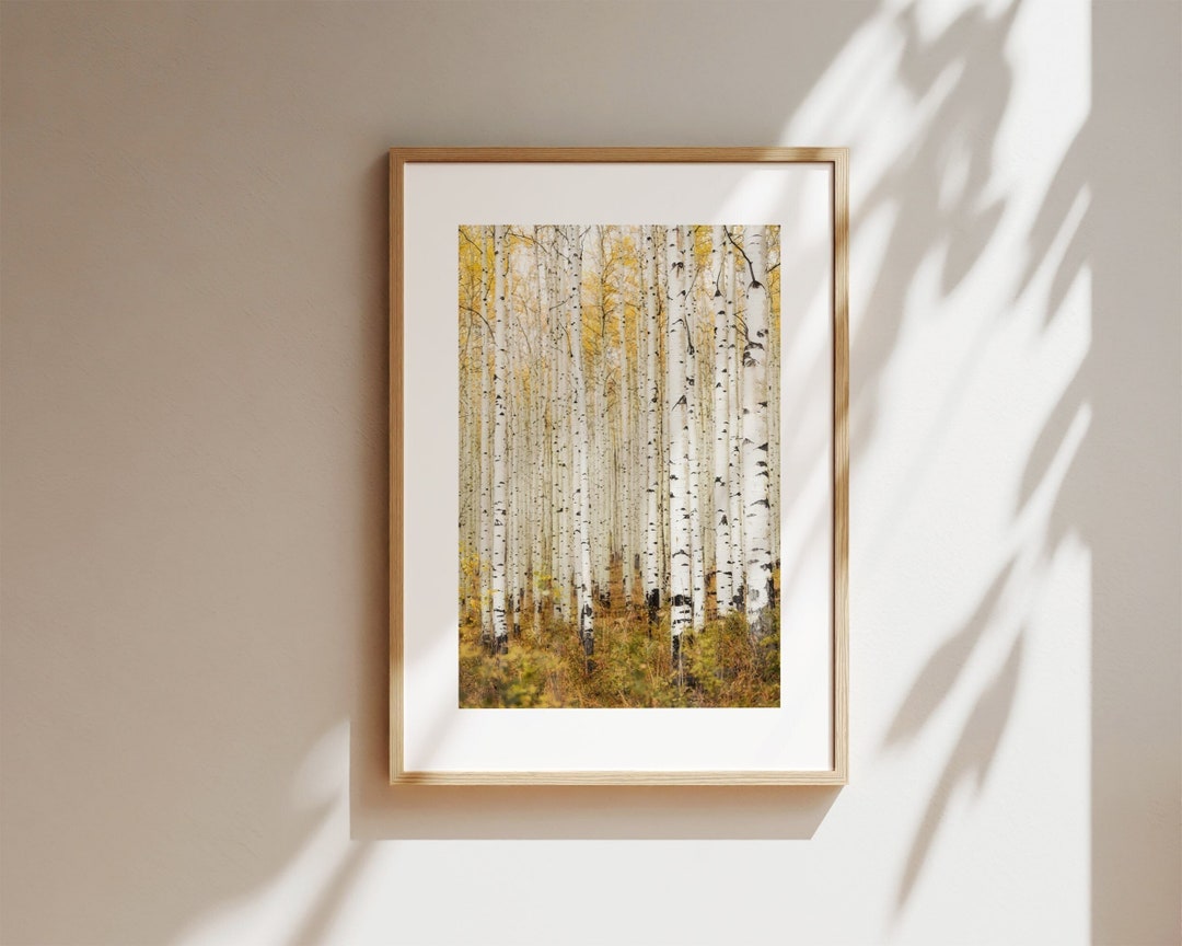 Framed Aspen Tree Photo Art Print Birch Tree Forest Wall Art, Living ...