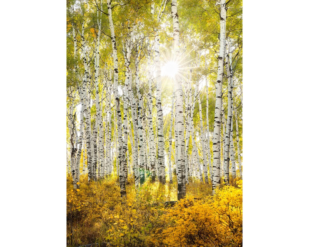 Fall Aspen Tree Forest - Photo Print - Colorado Landscape Canvas Wall ...