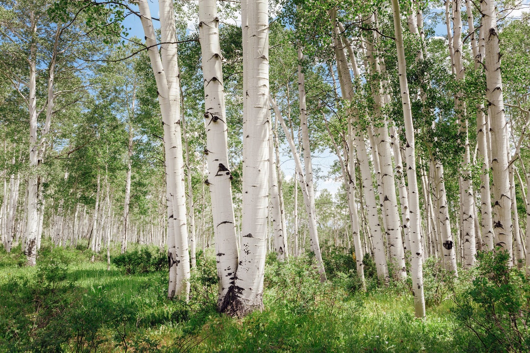 Aspen Tree Photo, Aspen Forest Wall Art Prints, Birch Trees Photo ...