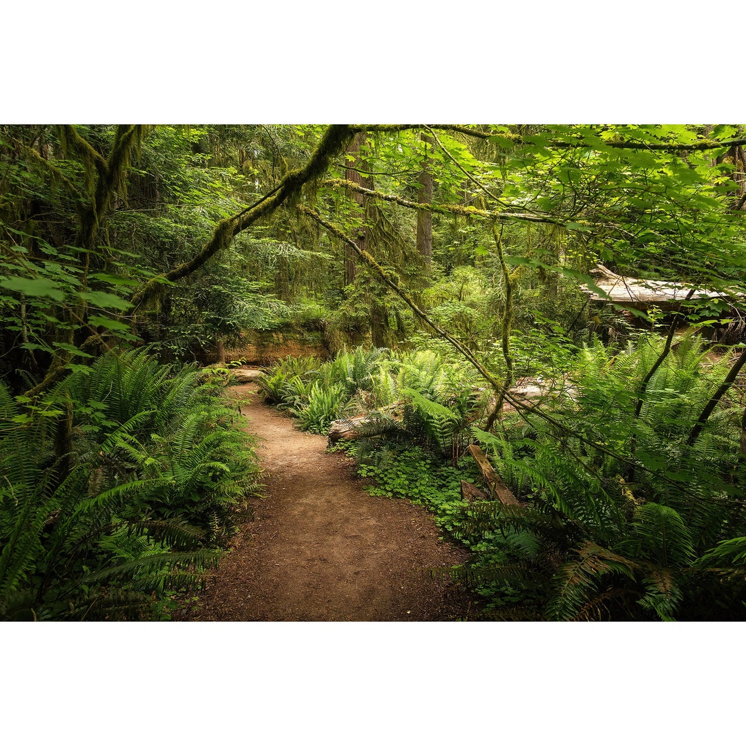 California Redwood Forest Canvas Wall Art - Perfect for Living Room or ...