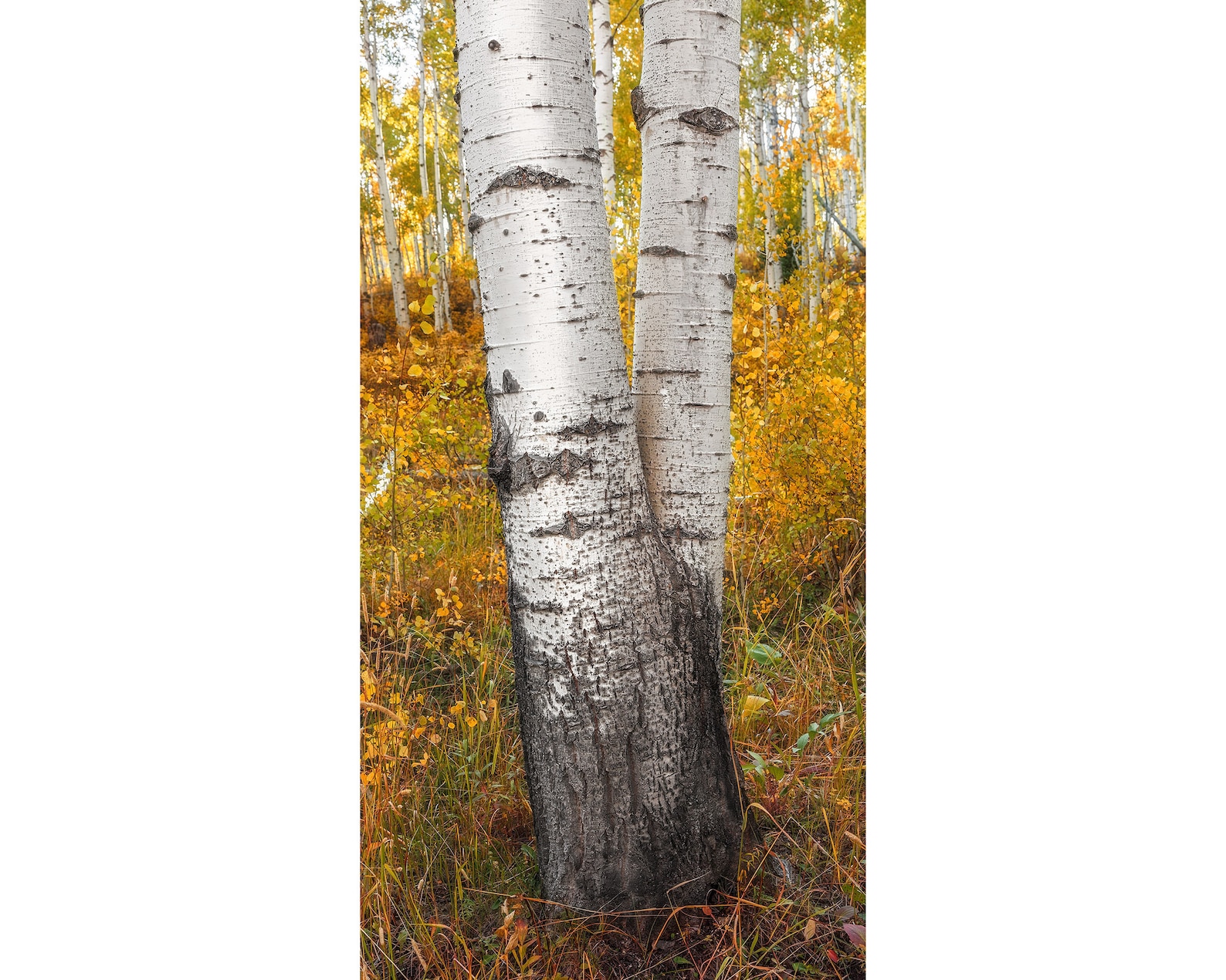 Tall Narrow Aspen Tree Trunk Canvas Wall Art - Colorado Photography ...