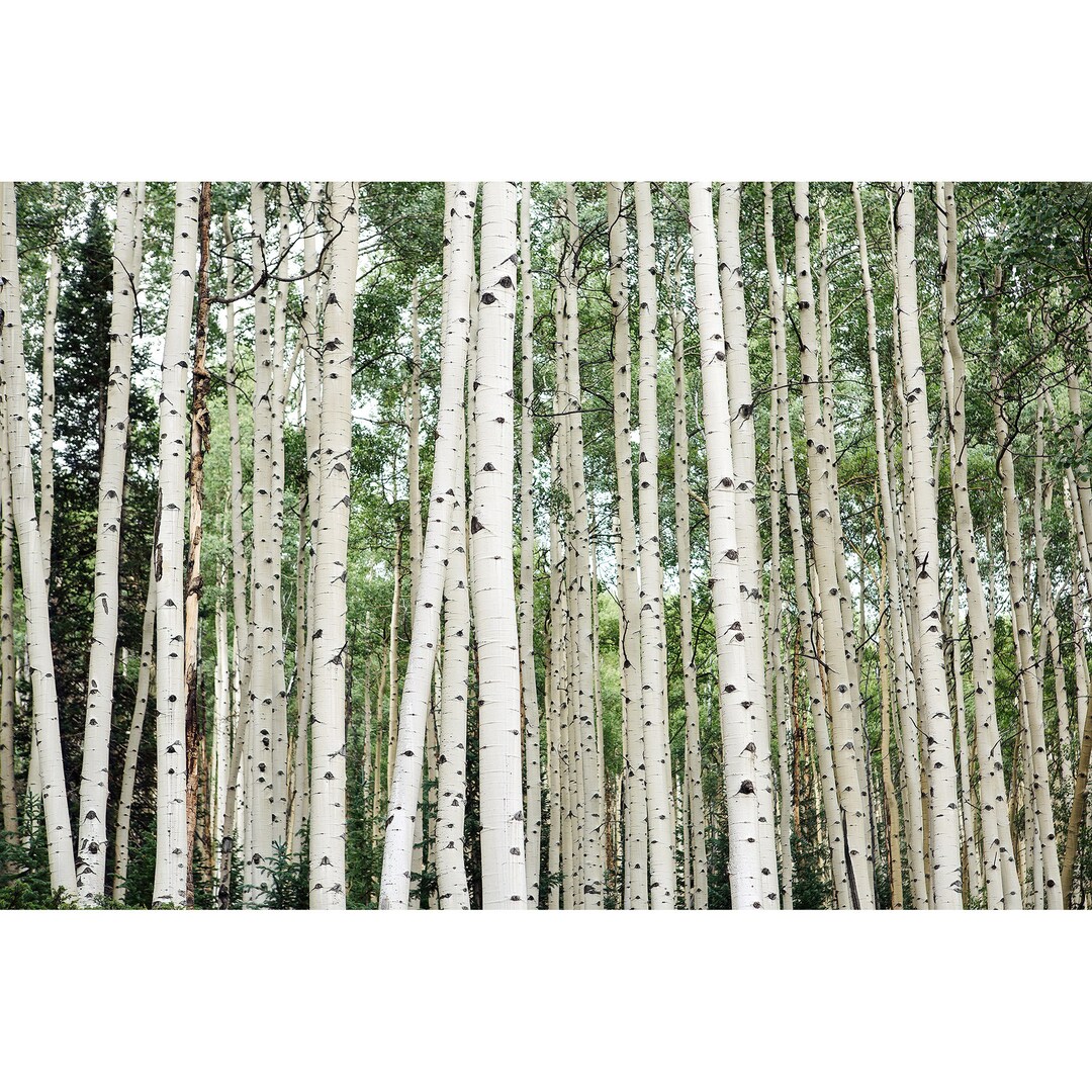 Green Forest, Aspen Wall Art Decor, Forest Canvas, Colorado Photography ...