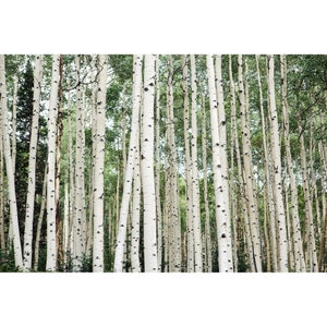 Forest Photography: Aspen Tree Wall Art Green Forest Canvas Nature Wall ...