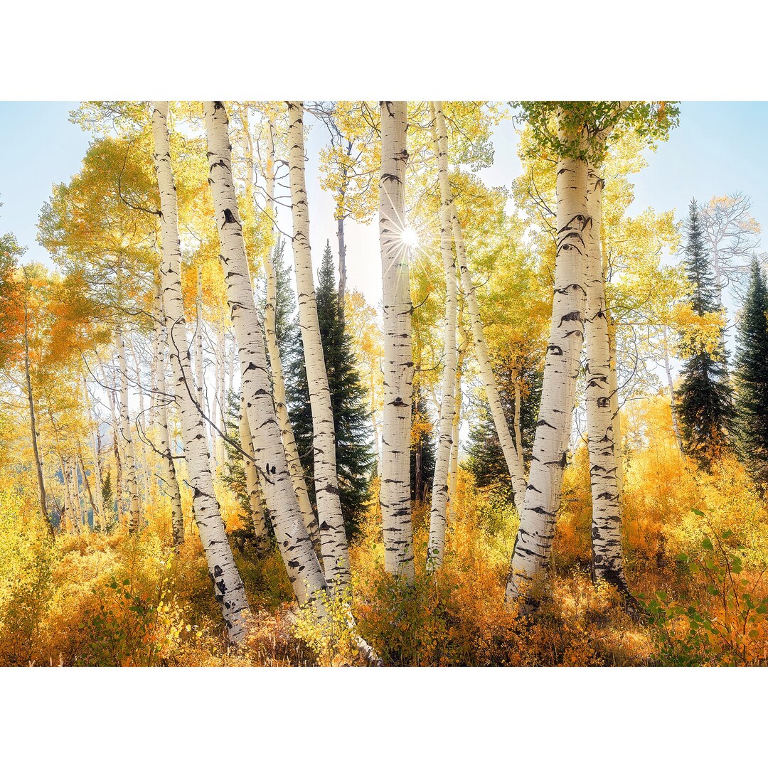 Autumn Aspen Forest Photo Art Print - Nature Landscape Wall Art Prints ...