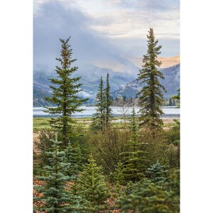 Colorado Landscape Photography Print Pine Trees and Fog on Lake San ...