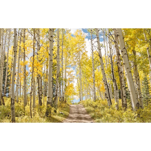 Aspen Tree Art - Etsy