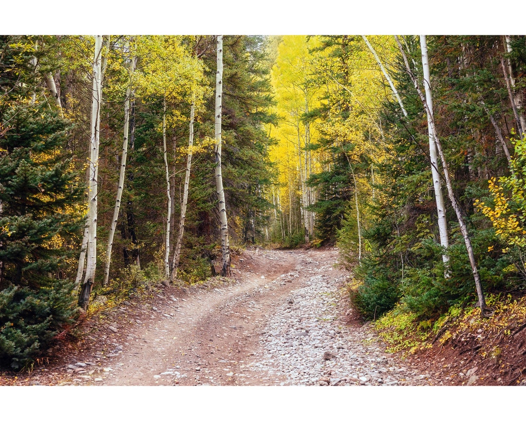Colorado Mountain Forest Landscape Canvas Wall Art Prints - Etsy