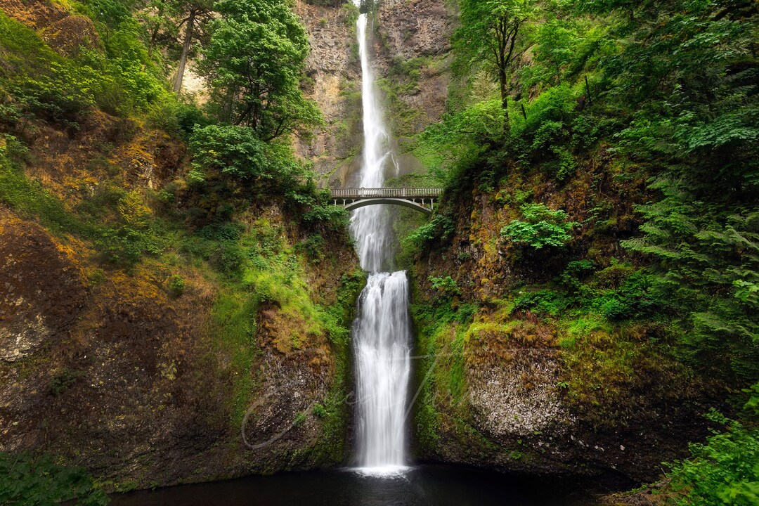 Metal Forest Nature Wall Art Home Decor - Aluminum Print - Multnomah ...