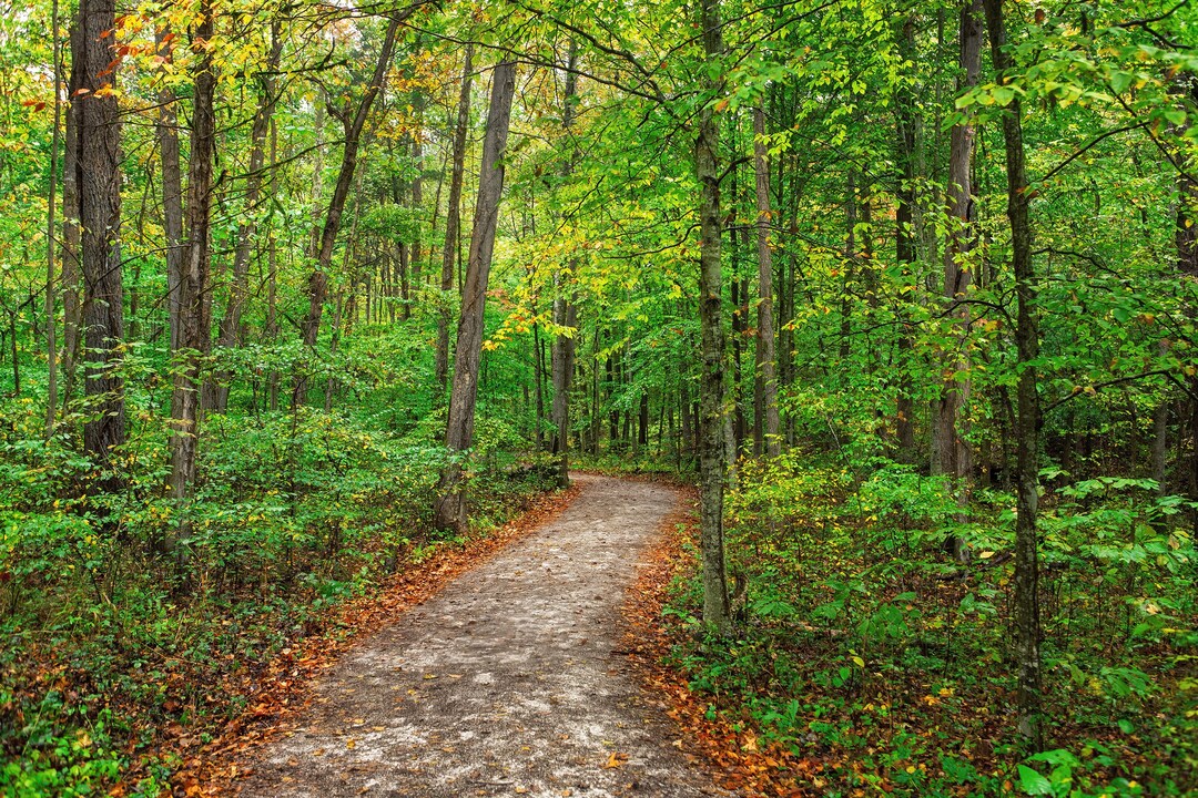 Peaceful Forest Wall Art Tree Lined Path Canvas Print Nature - Etsy