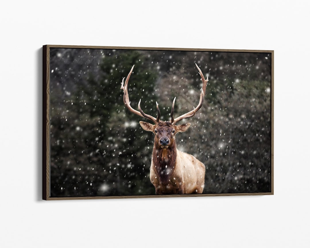Rustic Framed Canvas Elk in Snow Wall Art Winter Wildlife Photography ...