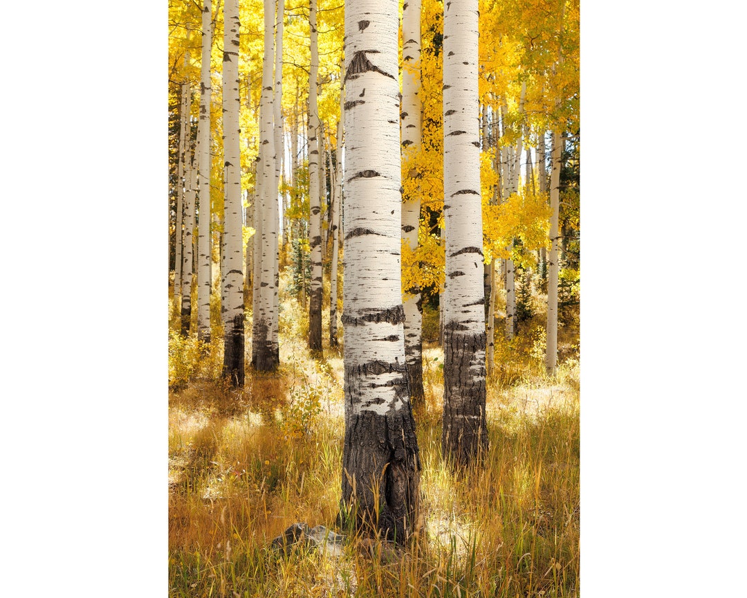 Aspen Tree Photo Wall Art White Birch Picture Colorado Autumn Landscape ...