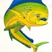 Mahi-mahi Dolphinfish Embroidery Design - Etsy