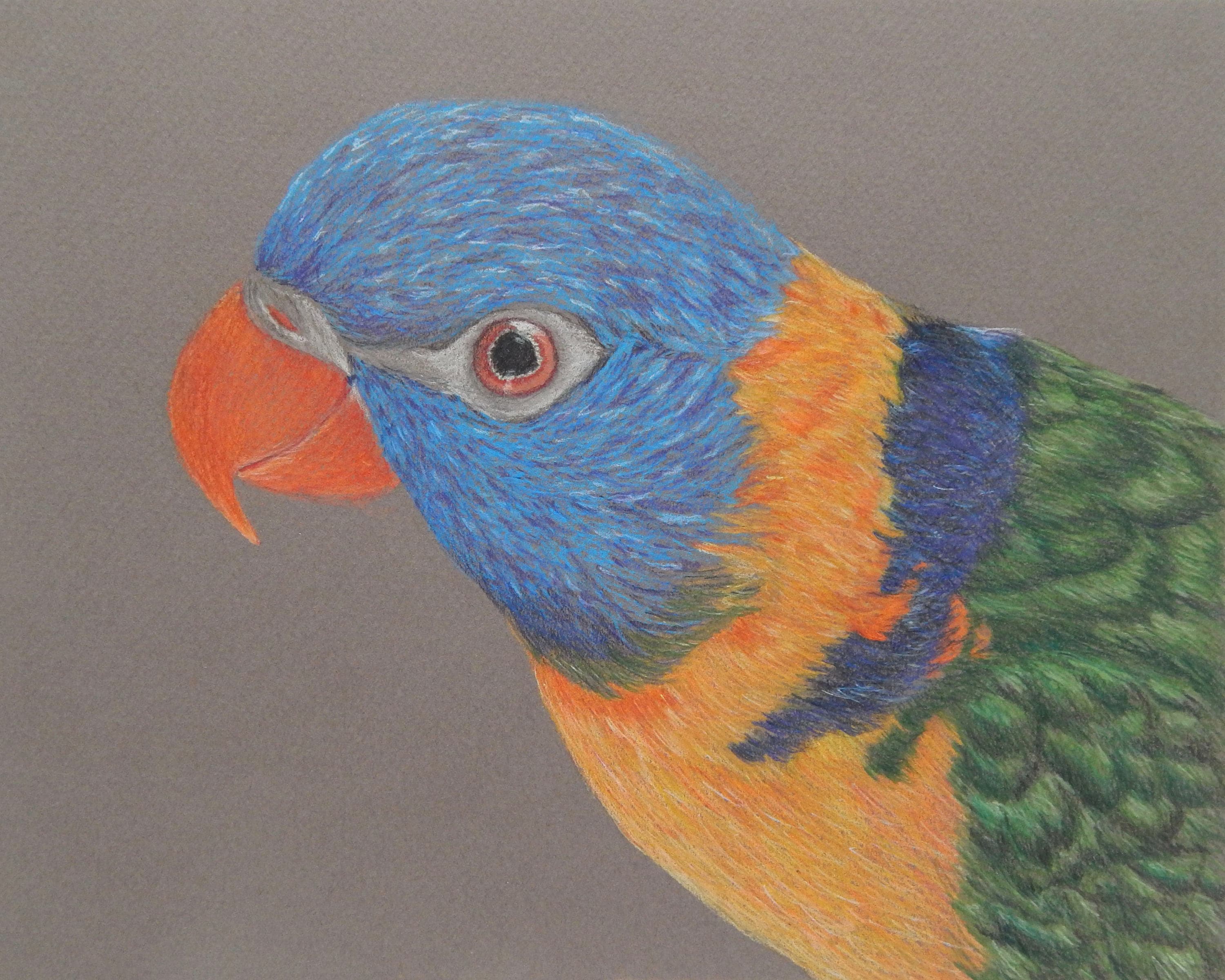 Bird Wall Art Rainbow Lorikeet Parrot Art Bird Drawing - Etsy Australia
