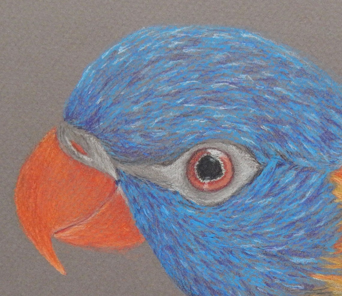 Bird Wall Art, Rainbow Lorikeet, Parrot Art, Bird Drawing, Lorikeet ...