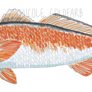 Red Fish Print, Red Drum Art, Fish Wall Art, Fishing Art, Set of 3 ...