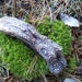 The Handle of the Knife "octopus".the Handle for the Cane. - Etsy