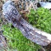 The Handle of the Knife "octopus".the Handle for the Cane. - Etsy