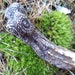 The Handle of the Knife "octopus".the Handle for the Cane. - Etsy