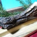 The Handle of the Knife "octopus".the Handle for the Cane. - Etsy
