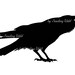 Raven silhouette svg clipart cutout file corvus corax | Etsy