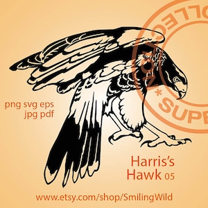 Harris's Hawk Svg Clip Art Birds of Prey Svg Vector Graphic Art Artwork ...
