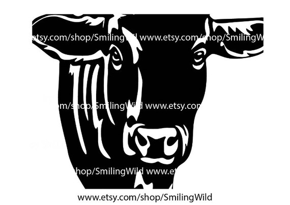 Beefmaster Steer