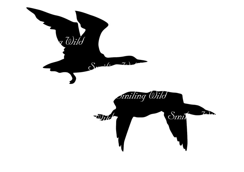 Loon Svg Silhouette Flying Bird Divers Clipart Png Vector | Etsy