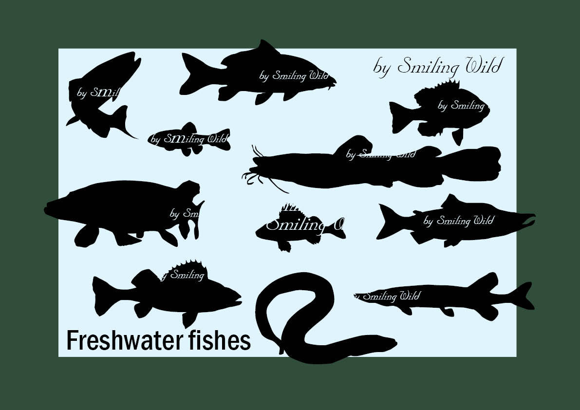 Fishes Freshwater River Svg Clipart Fish Silhouettes Print Eel - Etsy UK
