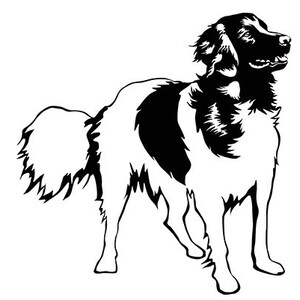 Stabyhoun Svg Vector Graphic Art Frisian Pointer Clipart Stabyhoun Png ...