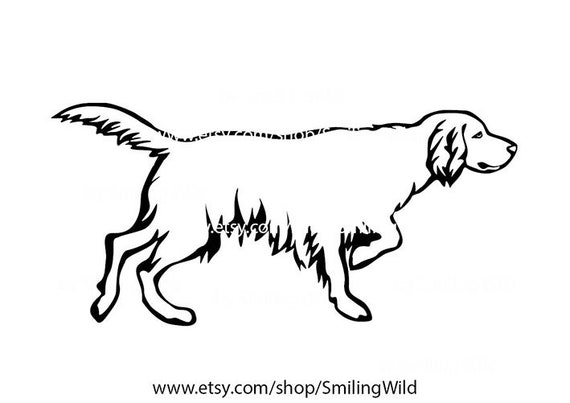 Irish Setter Pointing