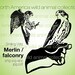 Merlin Svg Clipart Vector Graphic Art Falconry Digital Design Bird of ...