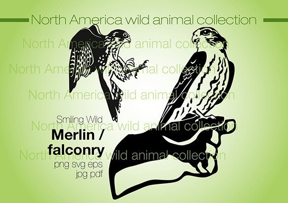 Merlin Svg Clipart Vector Graphic Art Falconry Digital Design - Etsy